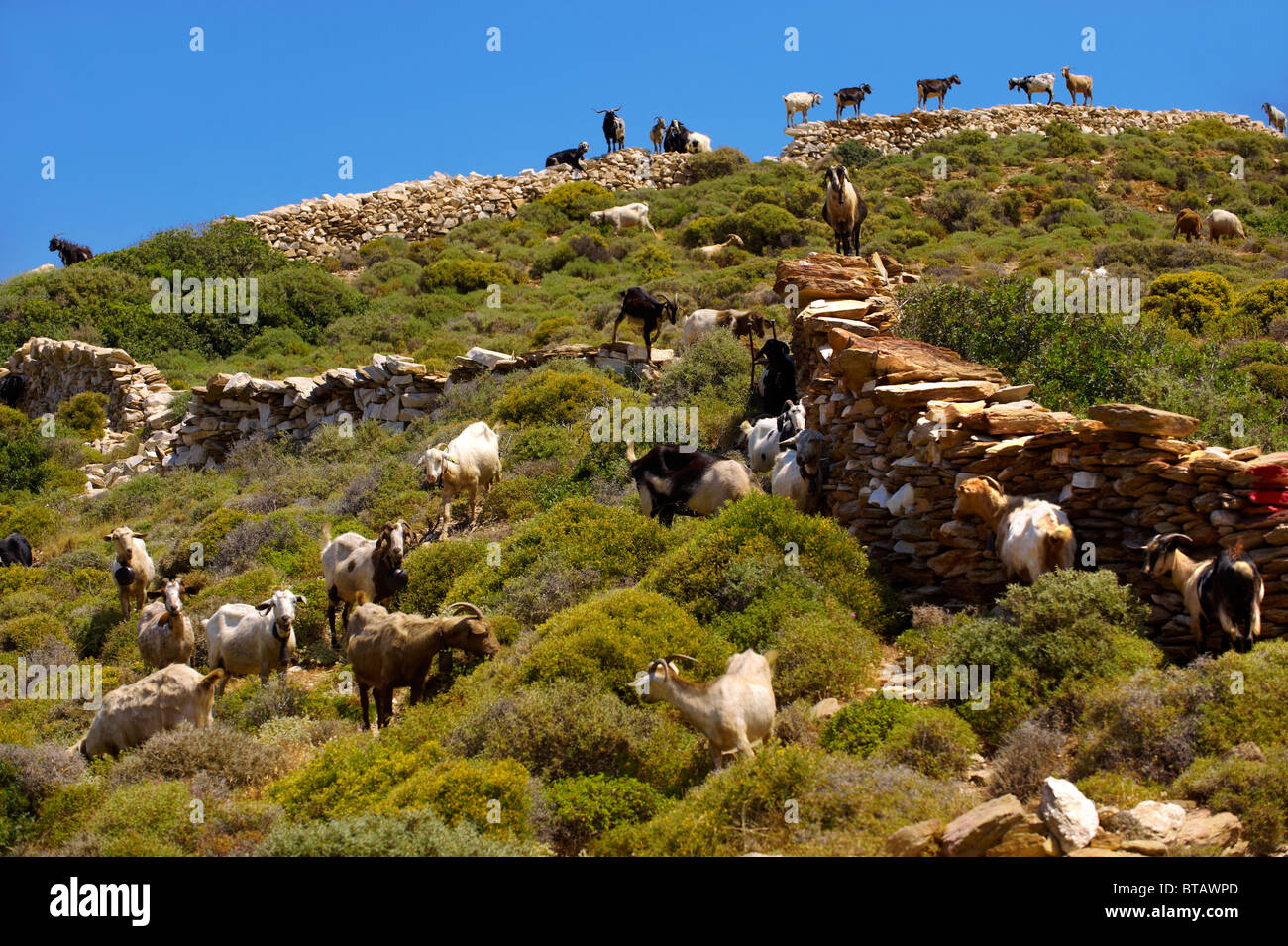 Greek goat farming hi-res stock photography and images - Alamy