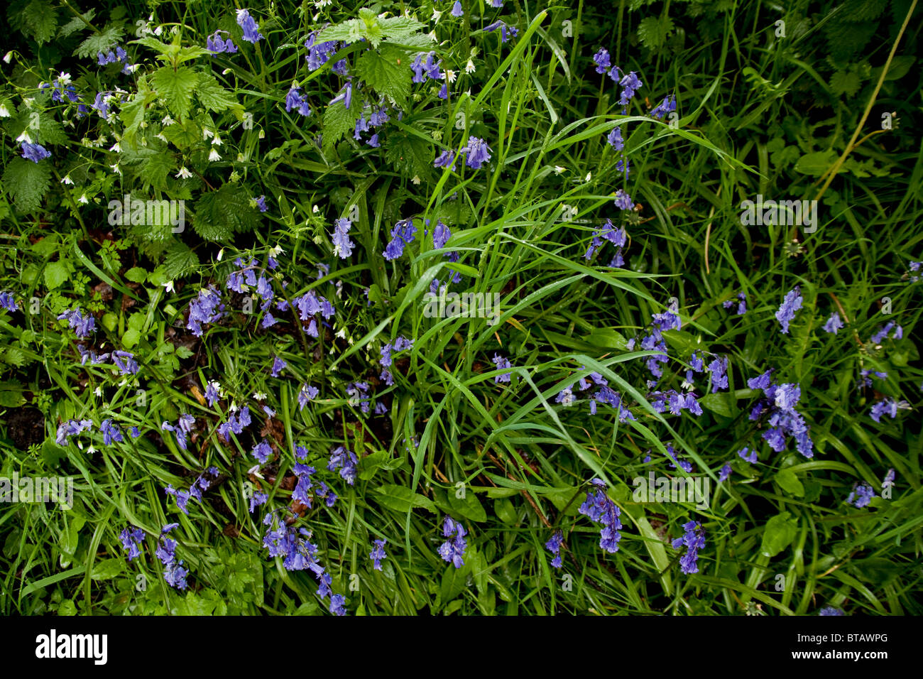 Wild bluebells, grasses and nettles in a woodland clearing in Scottish ...