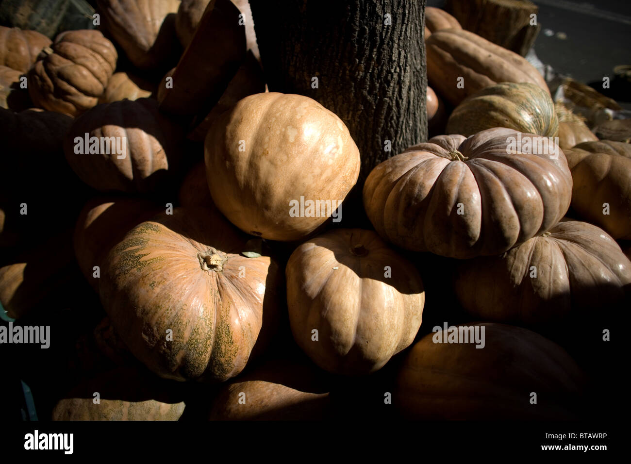 Pumpkins for Halloween celebration are for sale at Jamaica Flower ...