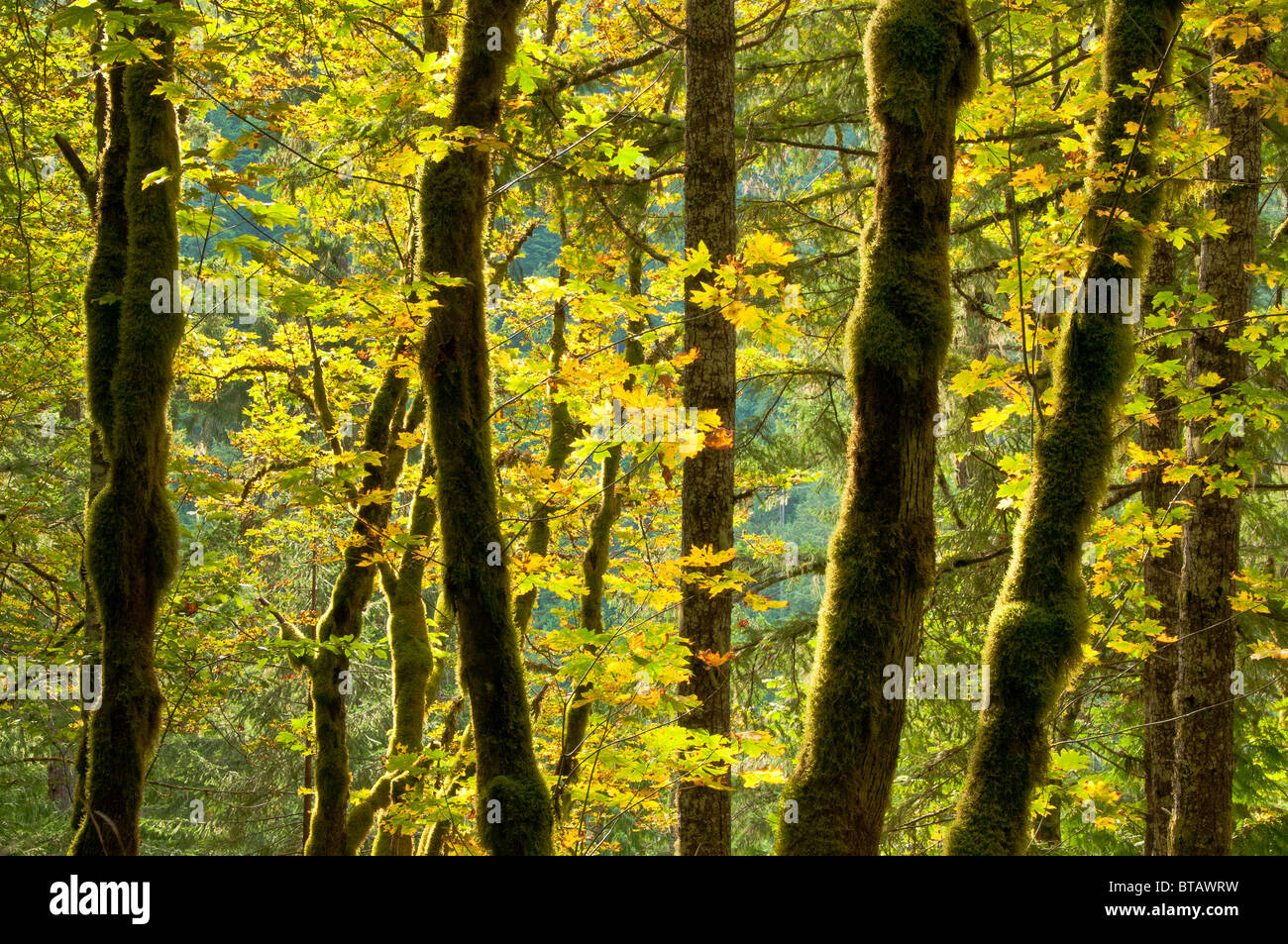 Bigleaf maple trees along Cascade River Road, Mount Baker-Snoqualmie ...