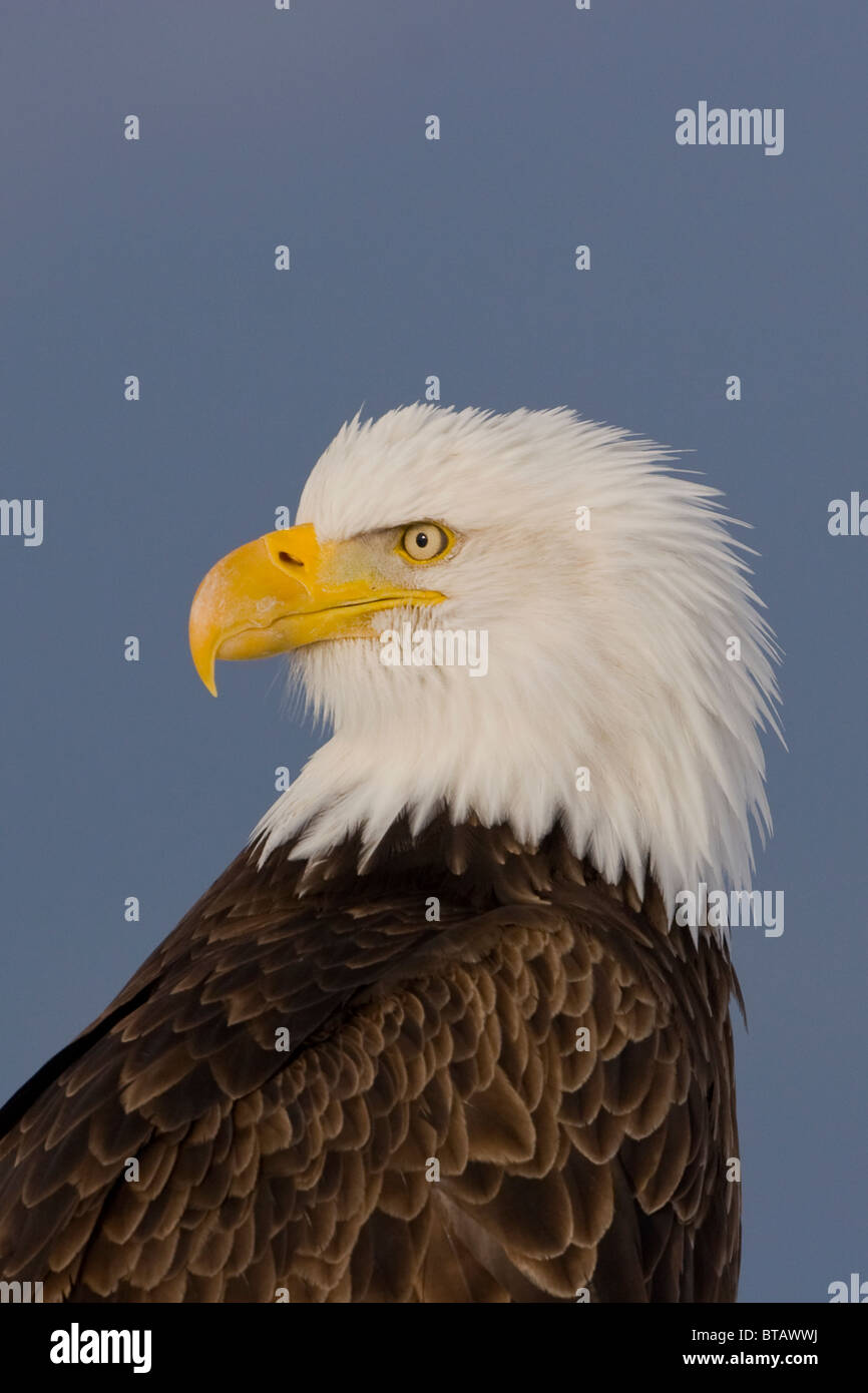 Bald eagle portrait- head profile Stock Photo - Alamy
