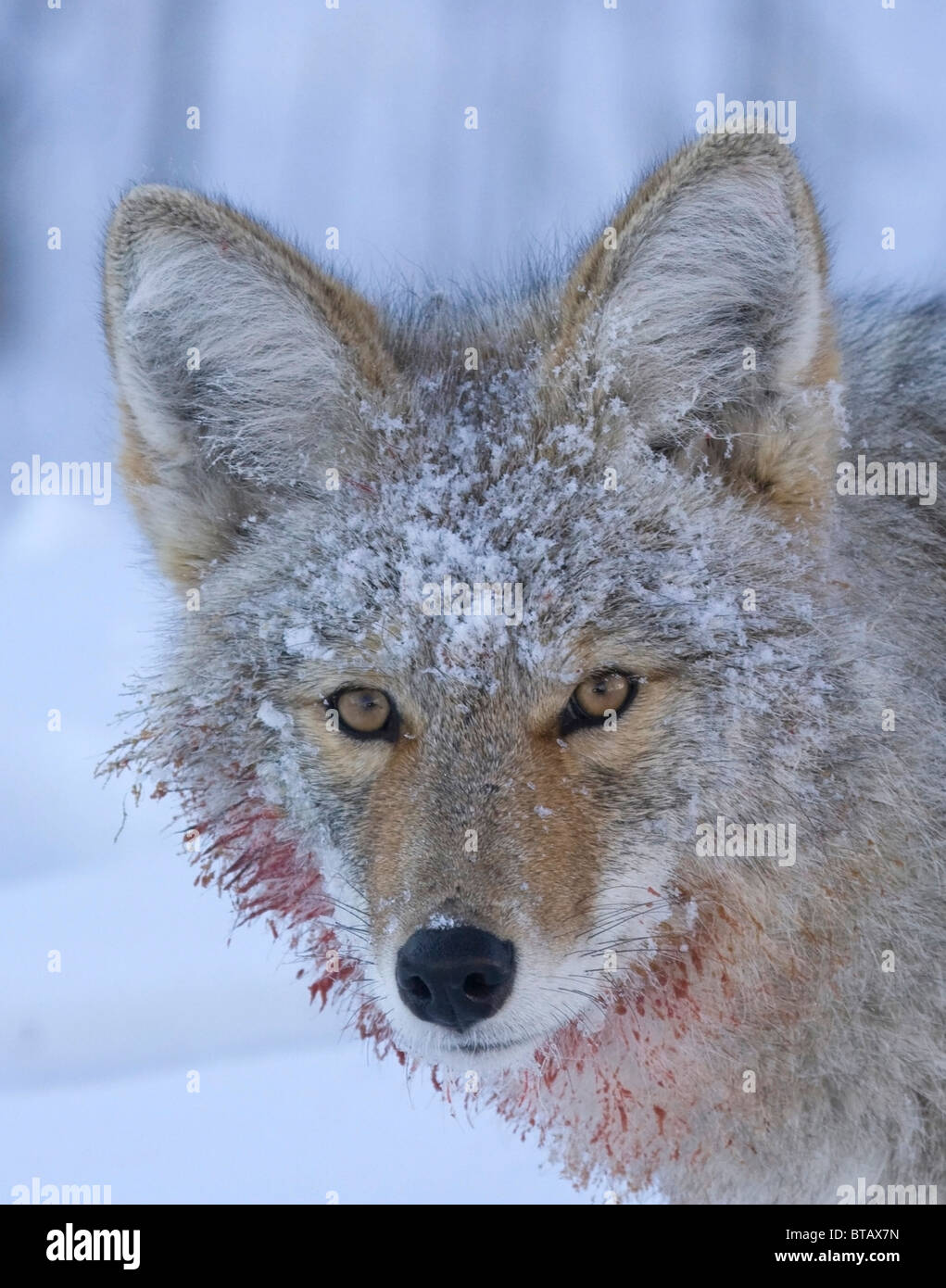 Coyote with Blood from Eating on Carcass Stock Photo - Alamy