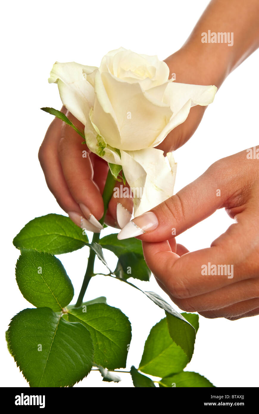 Hands with rose Stock Photo - Alamy