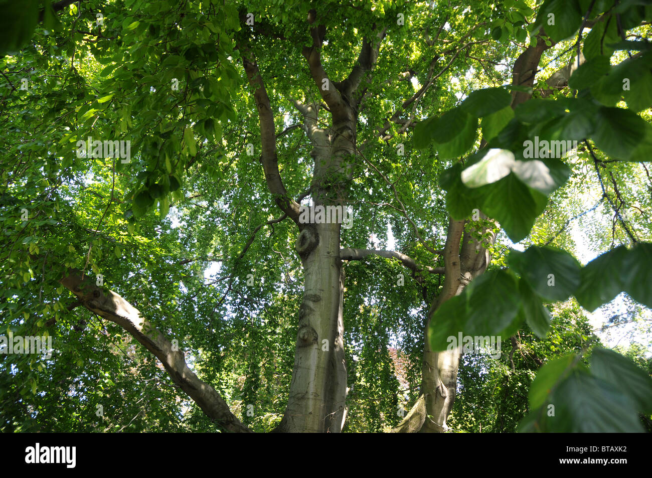 Fagus sylvatica tree, commonly known as European Beech or Common Beech ...