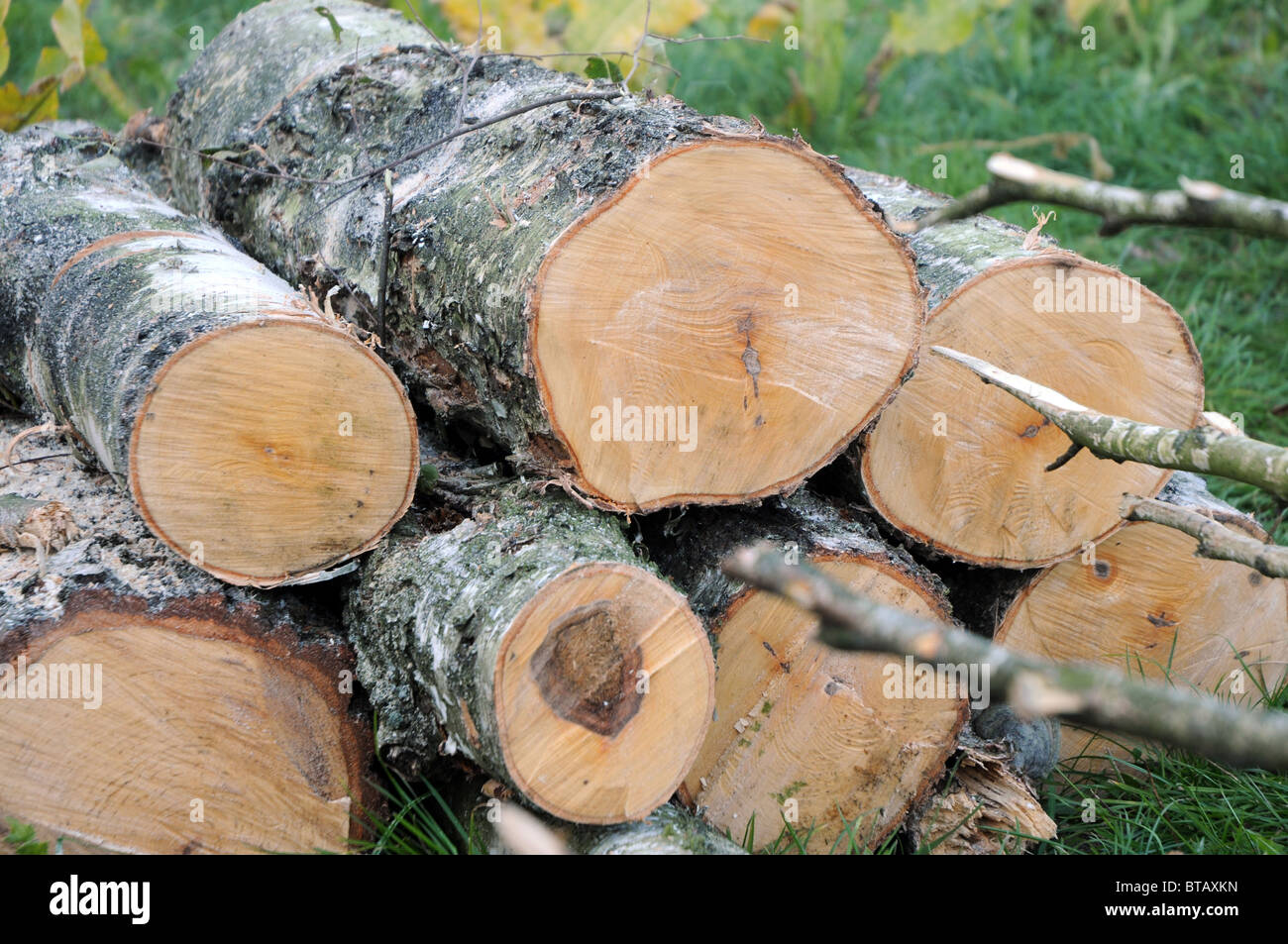 Birch pieces hi-res stock photography and images - Alamy