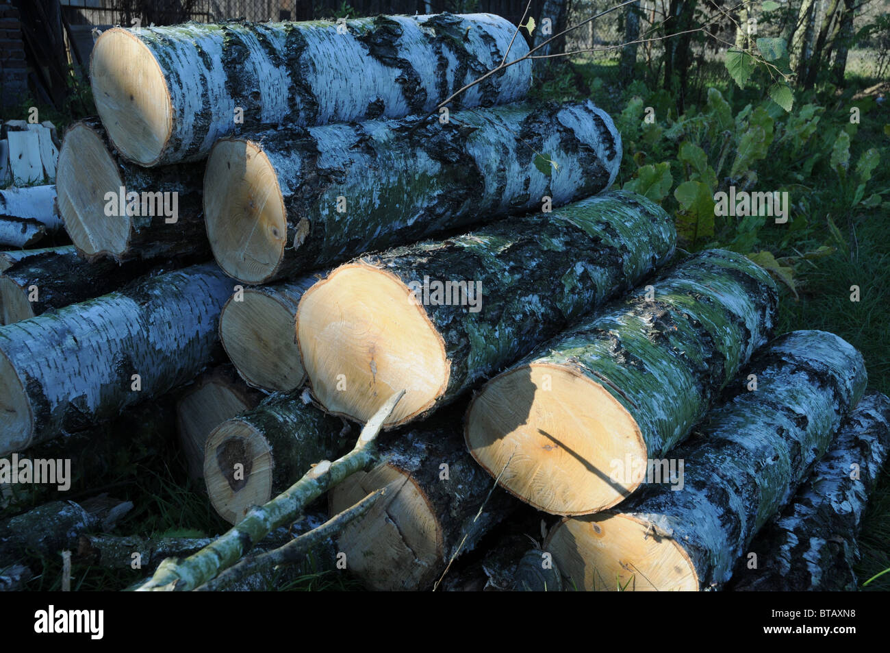 Birch pieces hi-res stock photography and images - Alamy