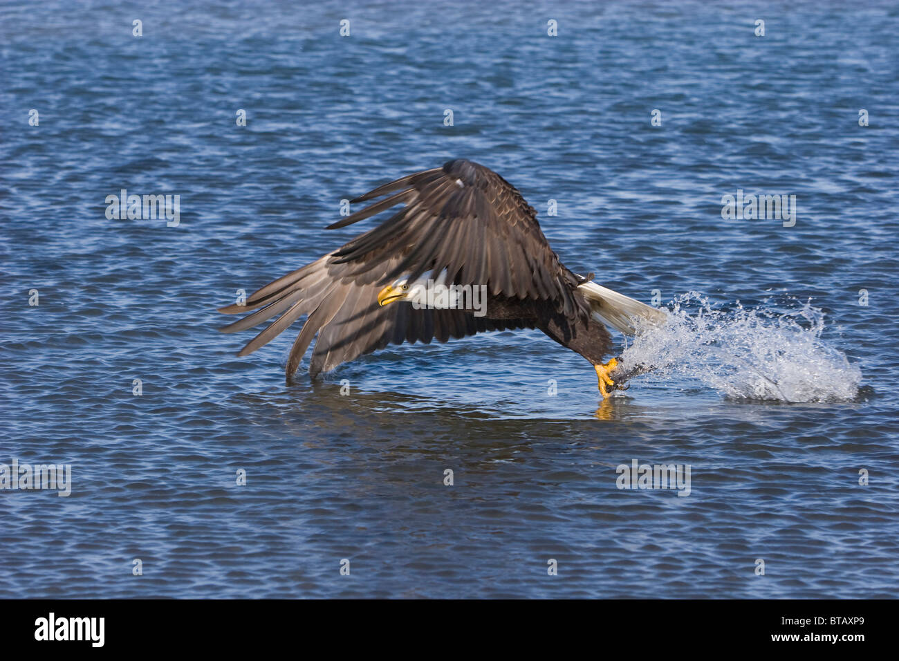 Bald eagle with fish it caught Stock Photo - Alamy