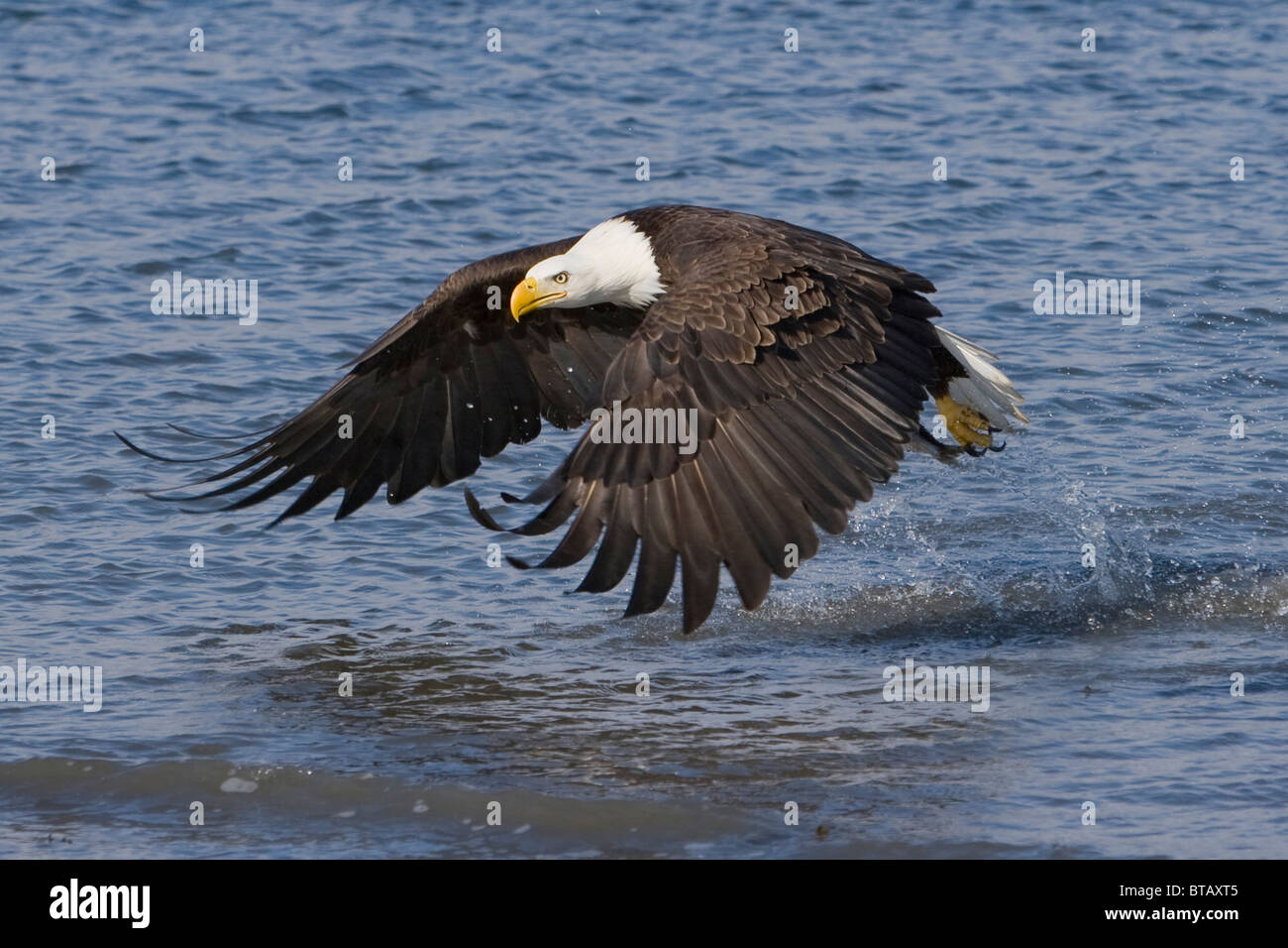 Bald eagle catching fish Stock Photo - Alamy