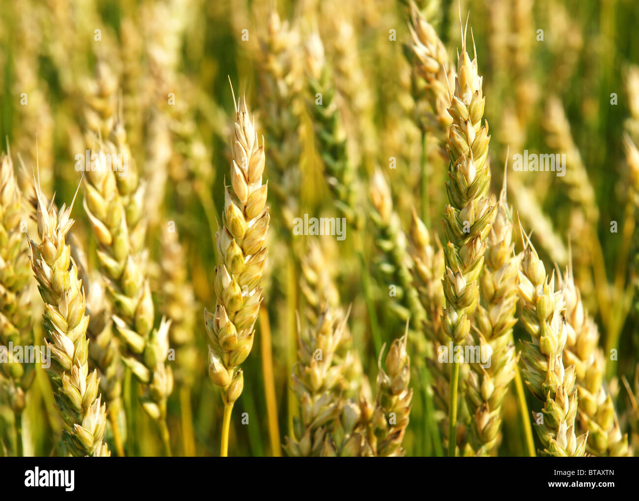 Close-up of some ripening gmo wheat cereal before the harvest Stock ...
