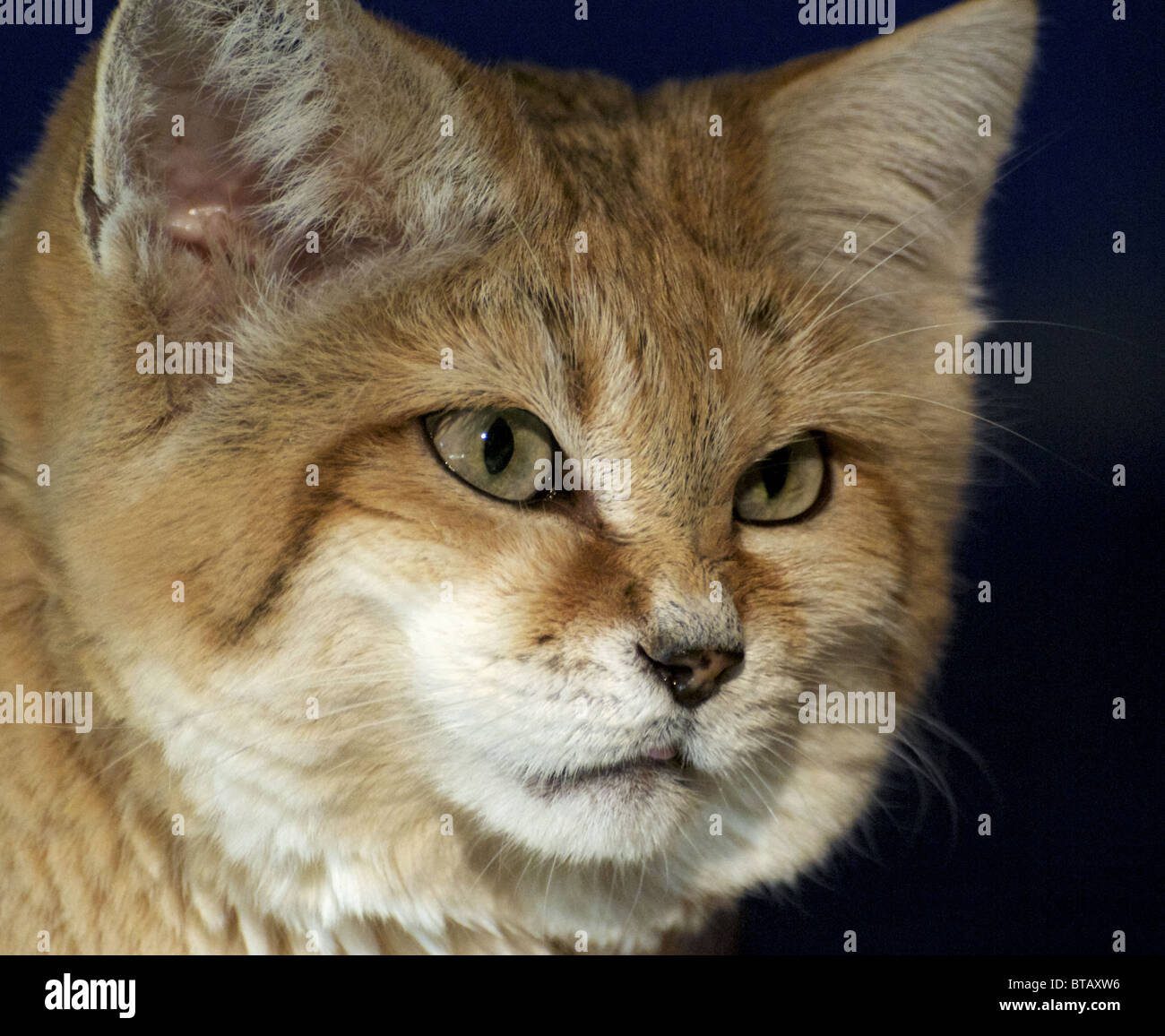 Male Arabian sand cat (close-up Stock Photo - Alamy
