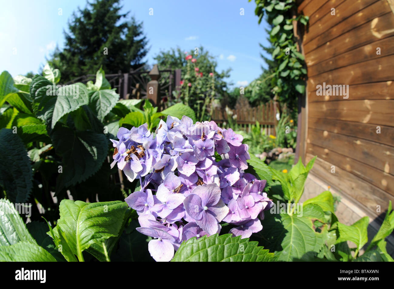 Violet Hydrangea macrophylla, known as Bigleaf Hydrangea (or French, Lacecap, Mophead Hydrangea ...