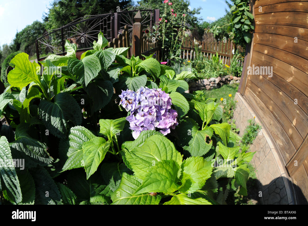 Violet Hydrangea macrophylla, known as Bigleaf Hydrangea (or French, Lacecap, Mophead Hydrangea ...