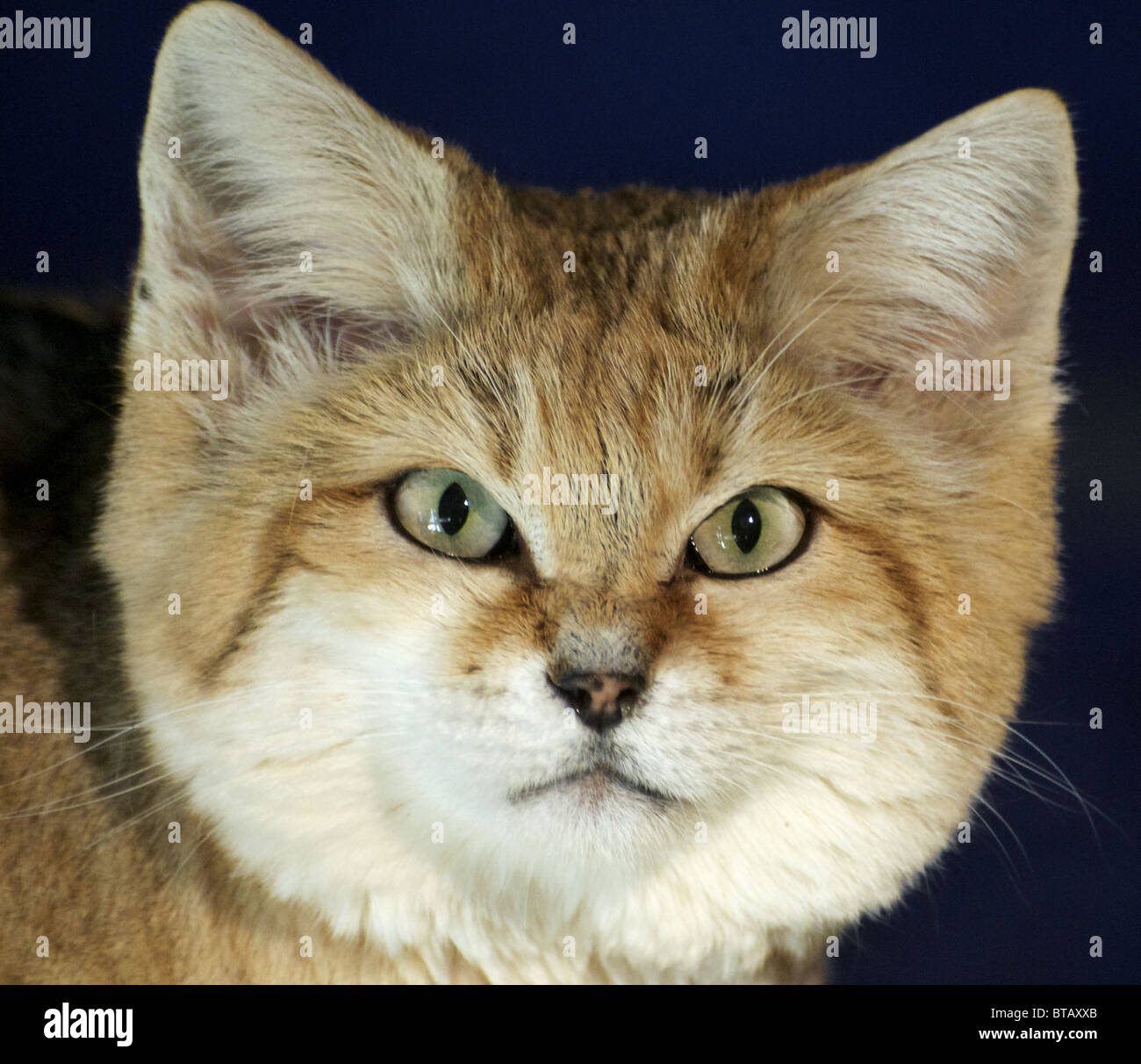 Male Arabian sand cat looking at camera Stock Photo - Alamy