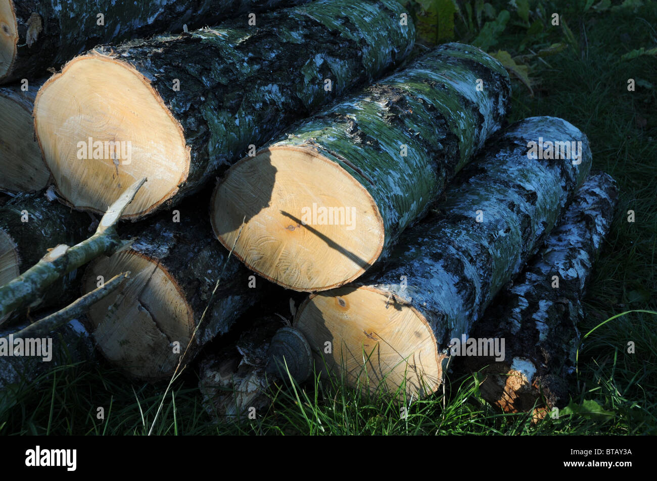 Birch pieces hi-res stock photography and images - Alamy
