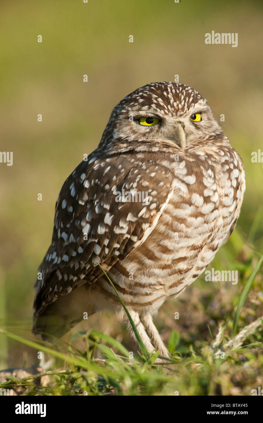 Burrowing owl on the watch at it nesting site, a hole dug in the sand ...