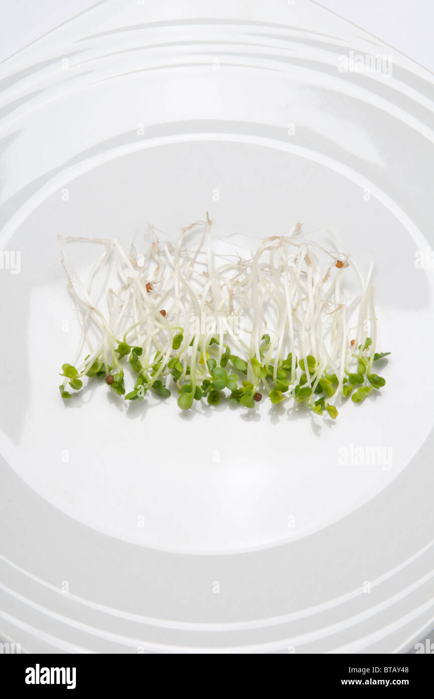 Plate of broccoli sprouts Stock Photo - Alamy
