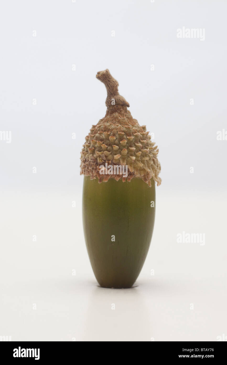 Oak acorn icon hi-res stock photography and images - Alamy