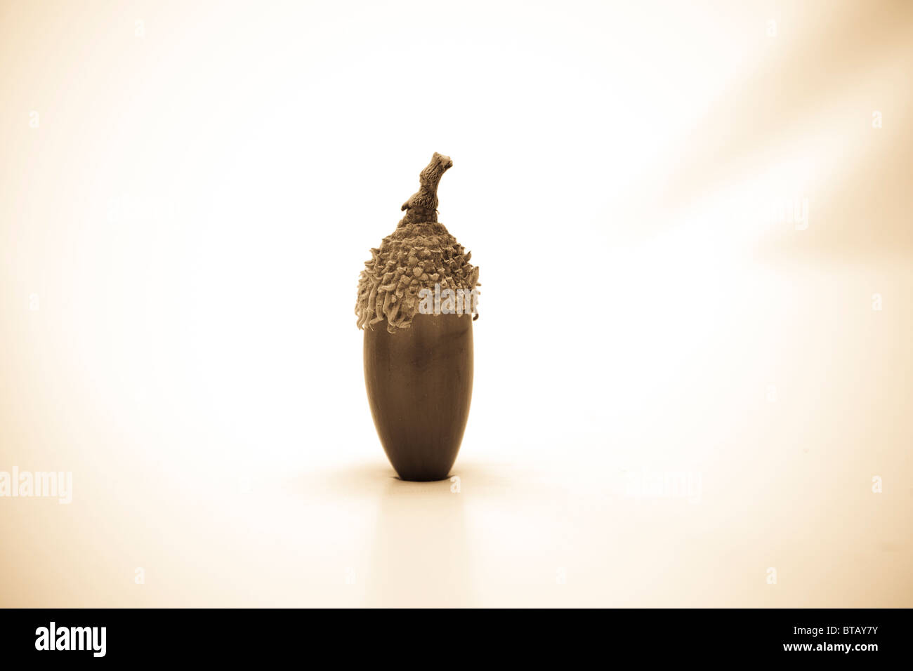 Portrait of an Acorn Stock Photo - Alamy