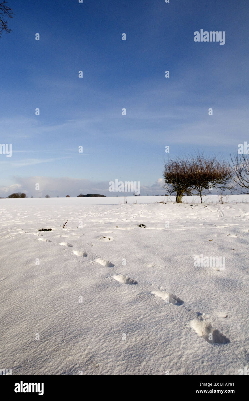 Footsteps in snow hi-res stock photography and images - Alamy