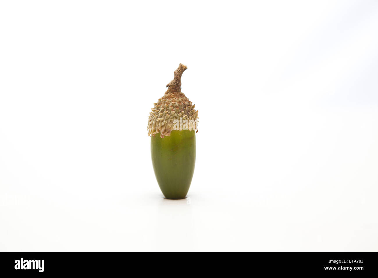 Portrait of an Acorn Stock Photo - Alamy