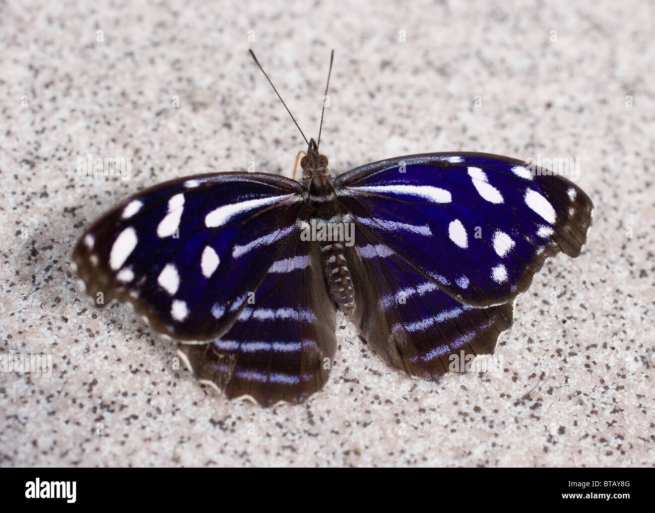 Royal Blue Butterfly