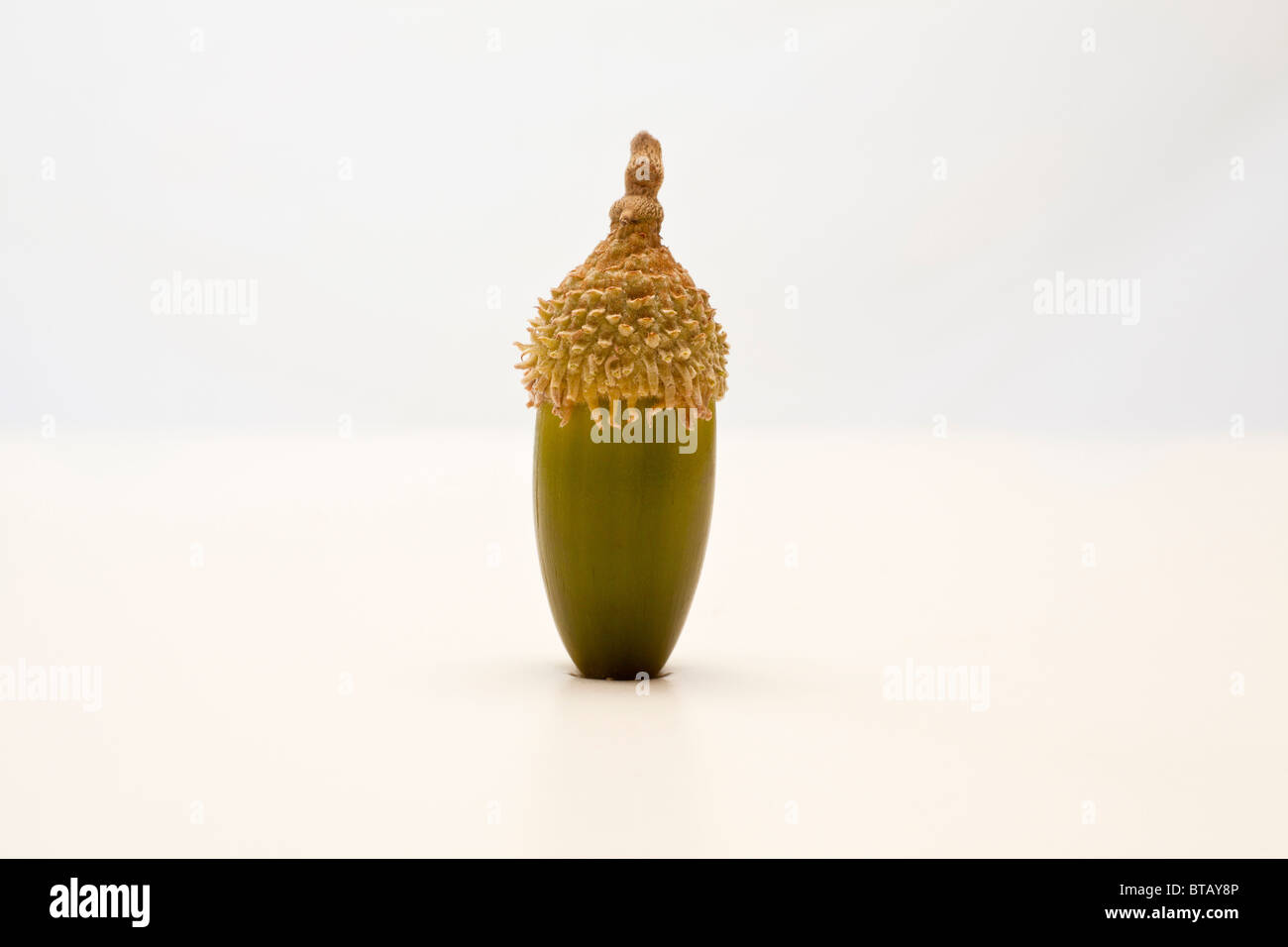 Portrait of an Acorn Stock Photo - Alamy