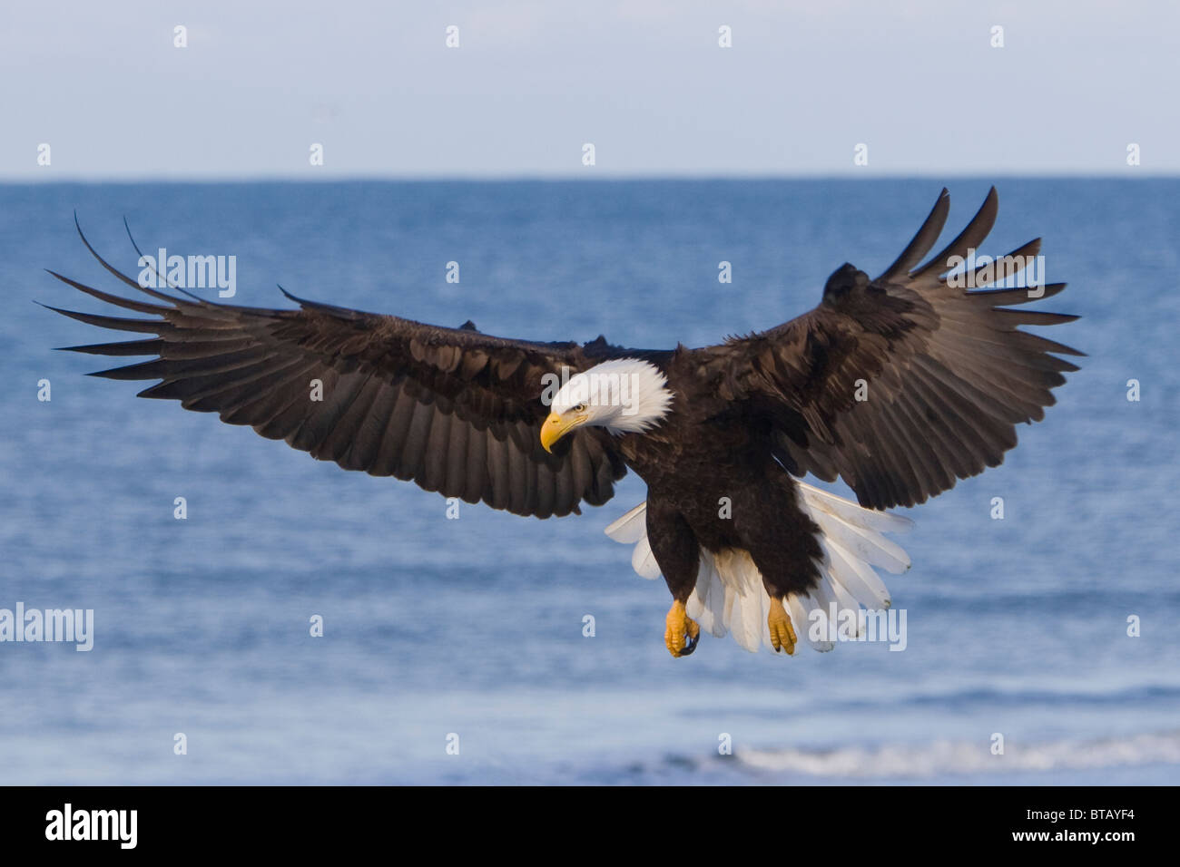 Bald eagle wings over water Stock Photo - Alamy