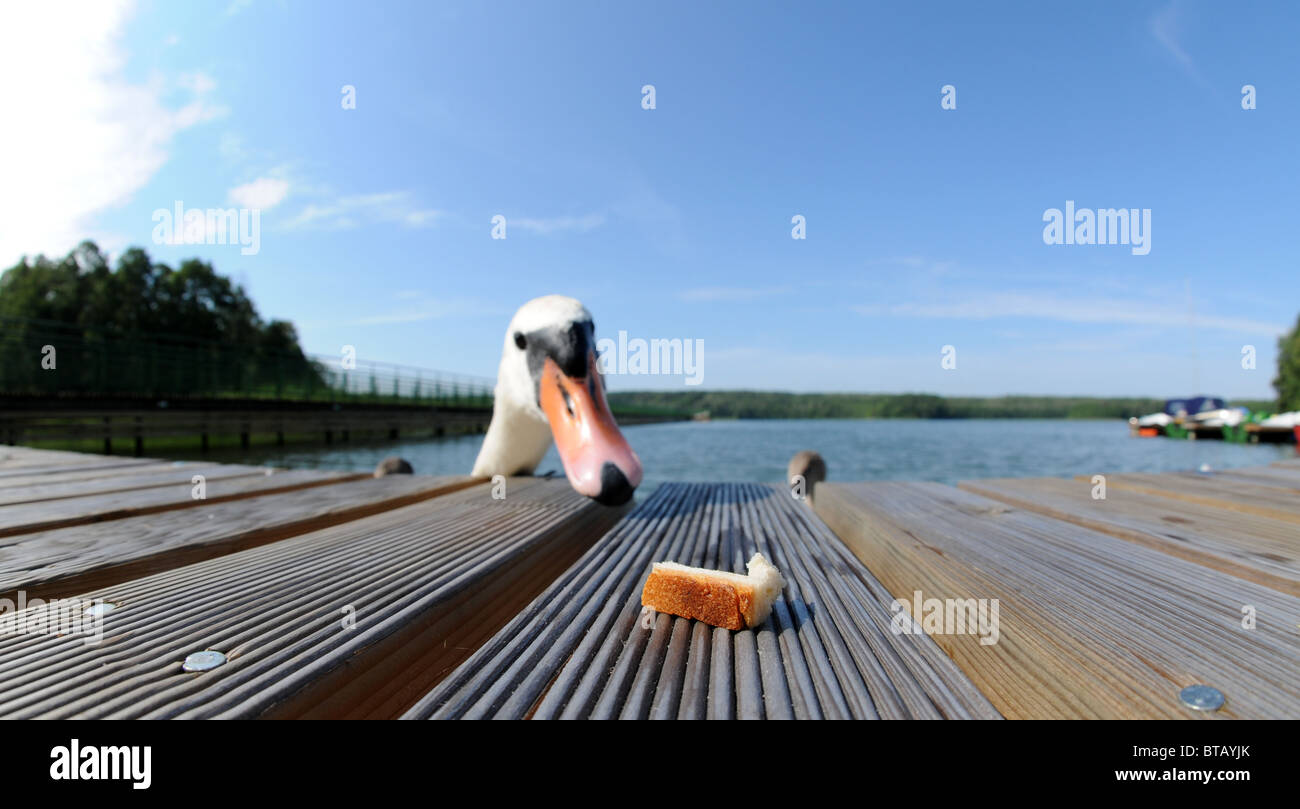 Swan eating fish hi-res stock photography and images - Alamy