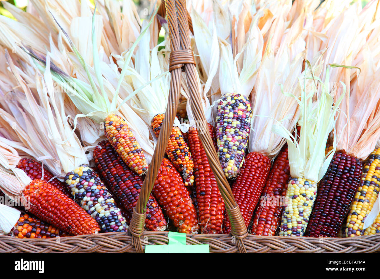 Colorful autumn corncobs corn cobs Stock Photo - Alamy