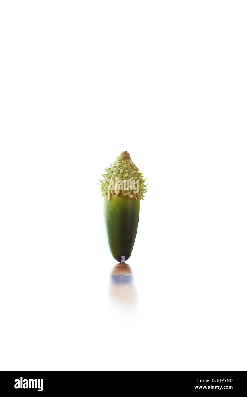 Portrait of an Acorn Stock Photo - Alamy