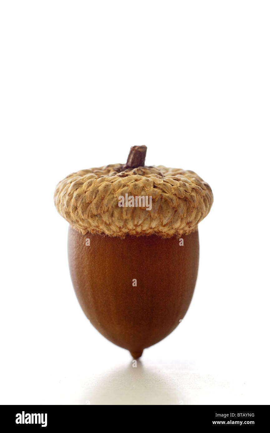 Portrait of an Acorn Stock Photo - Alamy