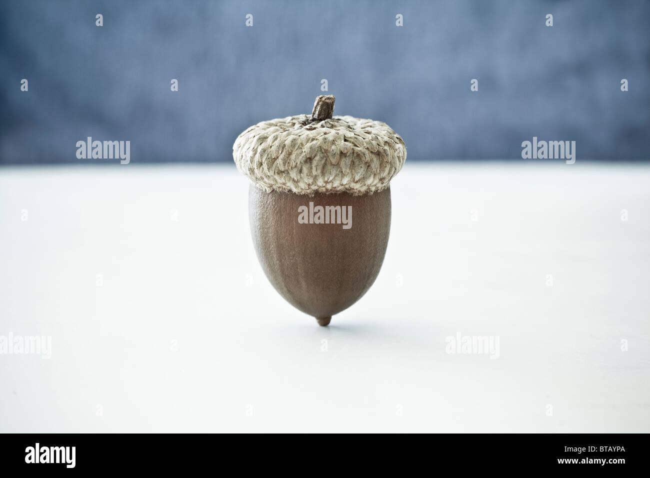 Portrait of an Acorn Stock Photo - Alamy