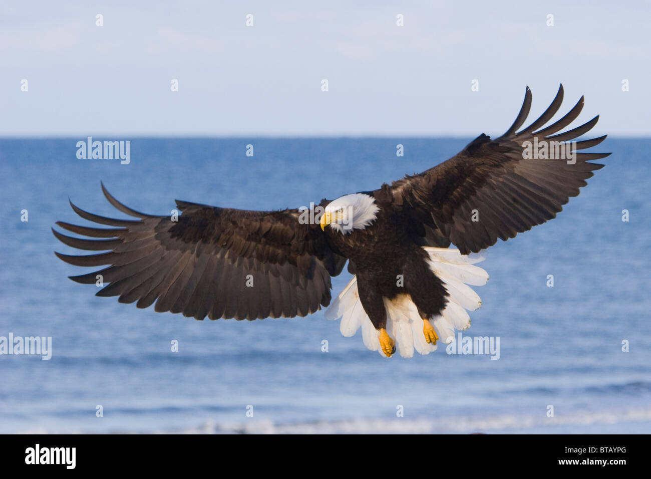 Bald eagle over waves Stock Photo - Alamy