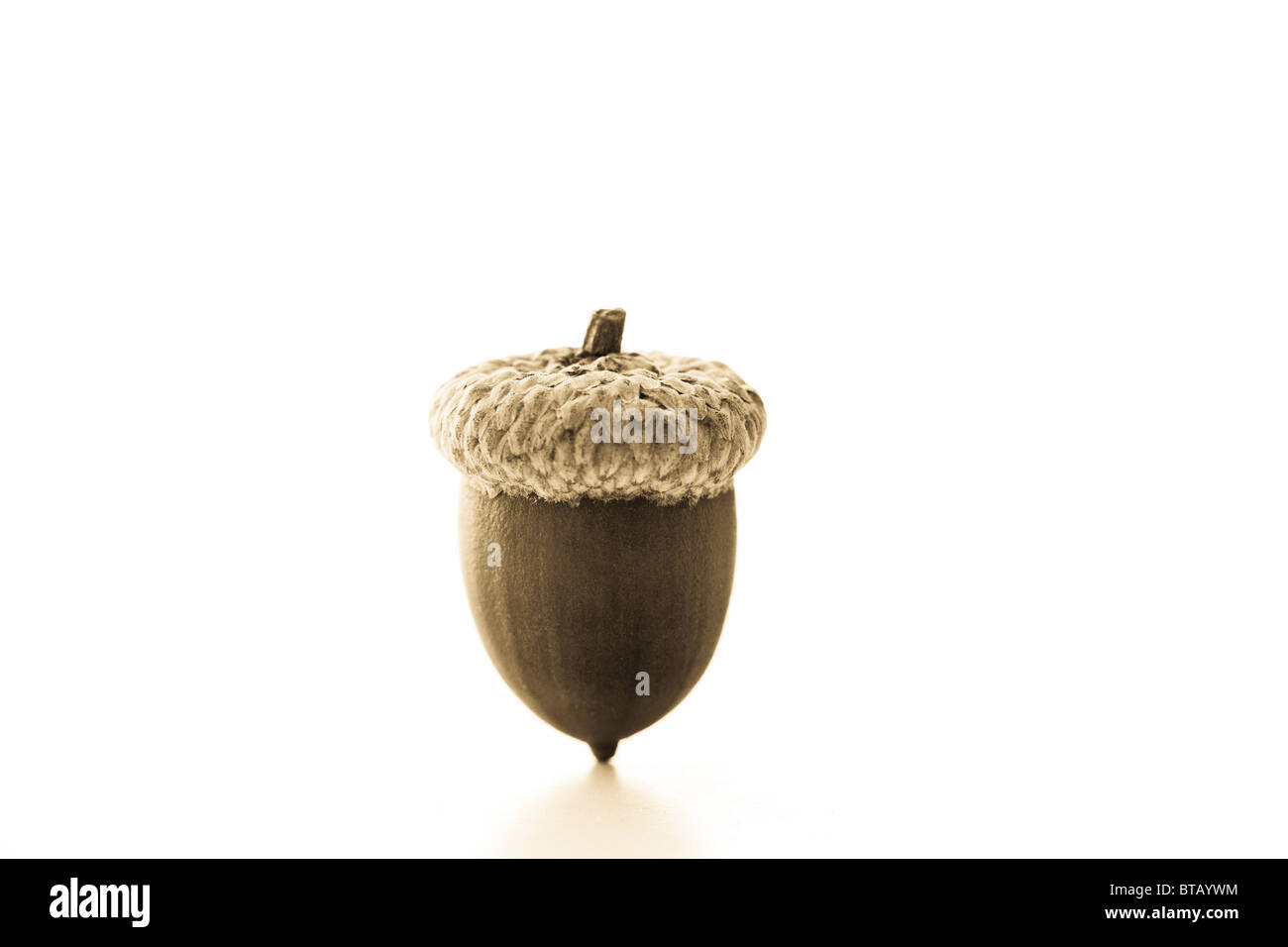 Oak acorn icon hi-res stock photography and images - Alamy