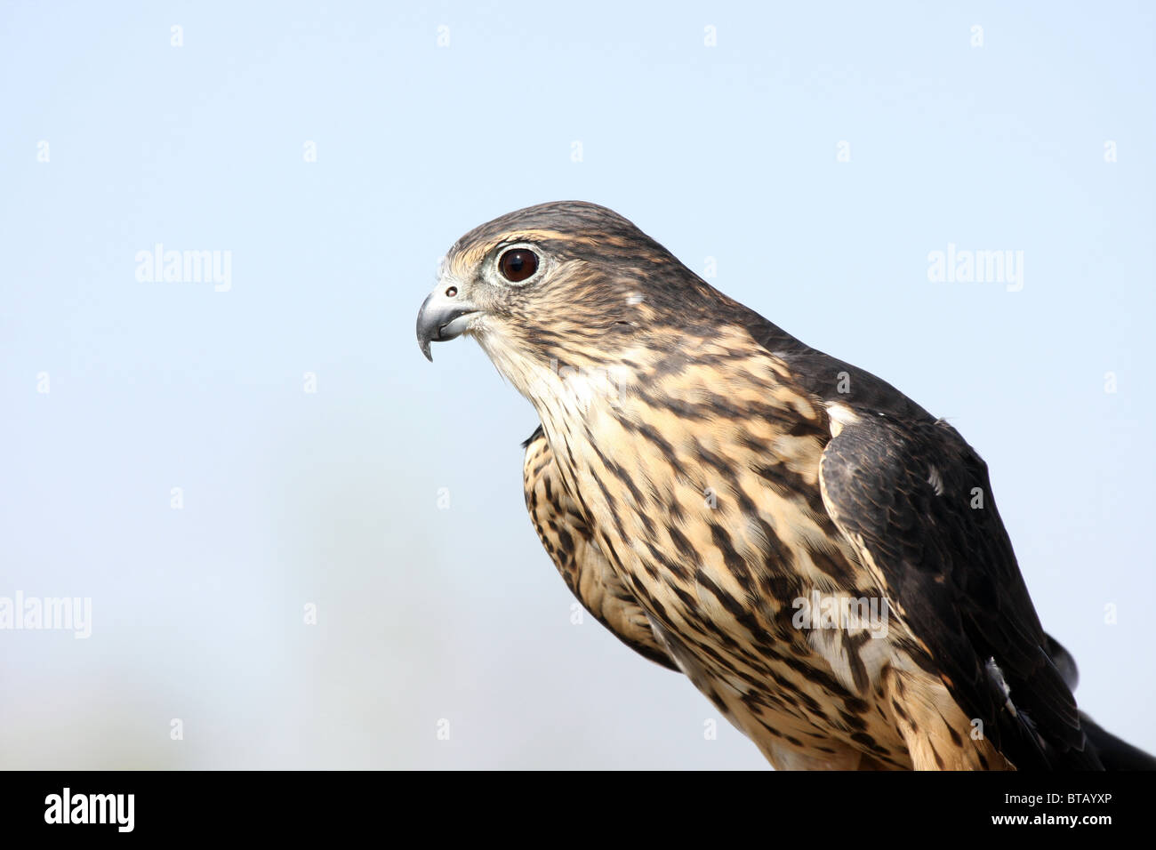 Merlin bird of prey Falco colombarius Stock Photo - Alamy