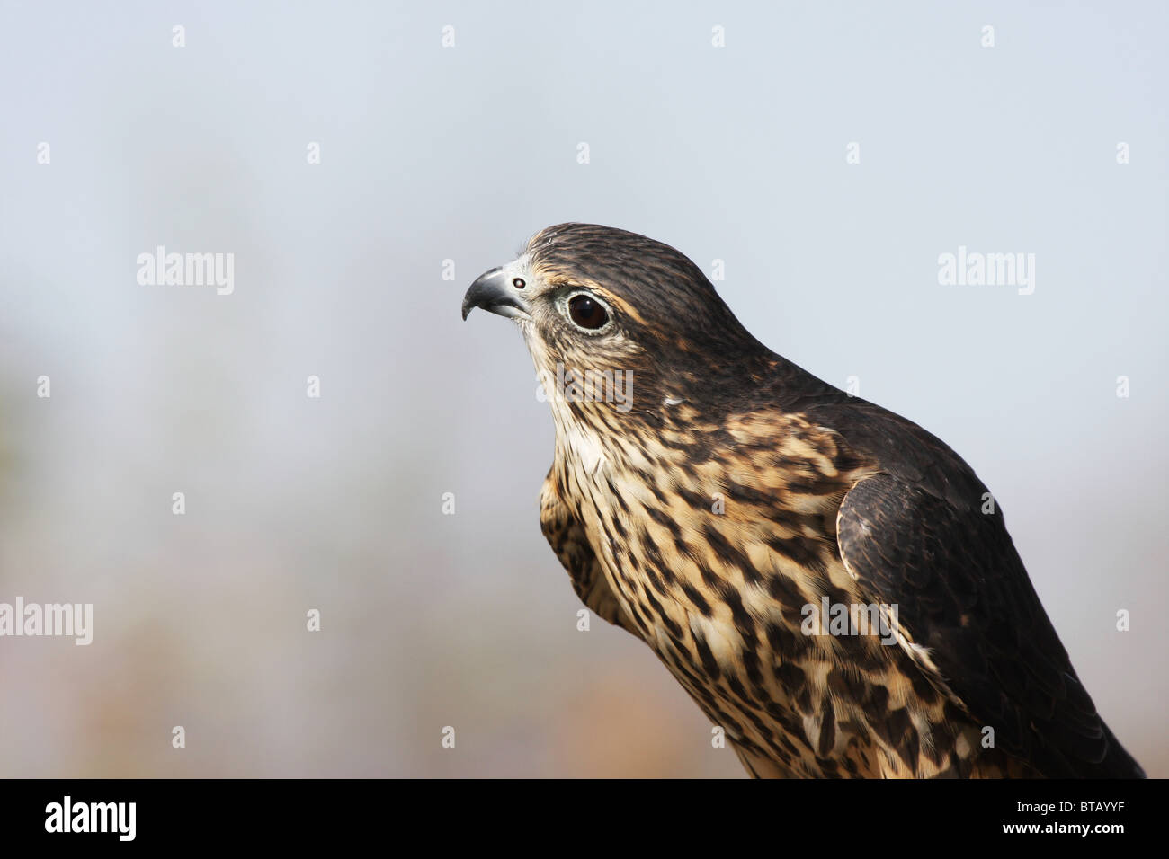 Merlin bird of prey Falco colombarius Stock Photo - Alamy