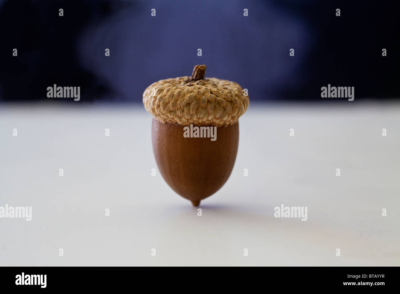 Portrait of an Acorn Stock Photo - Alamy