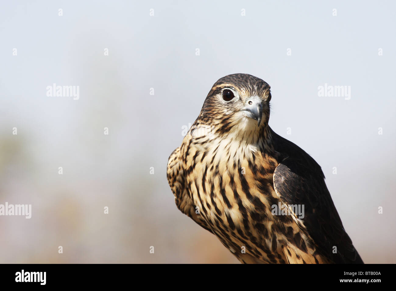 Merlin bird of prey Falco colombarius Stock Photo - Alamy