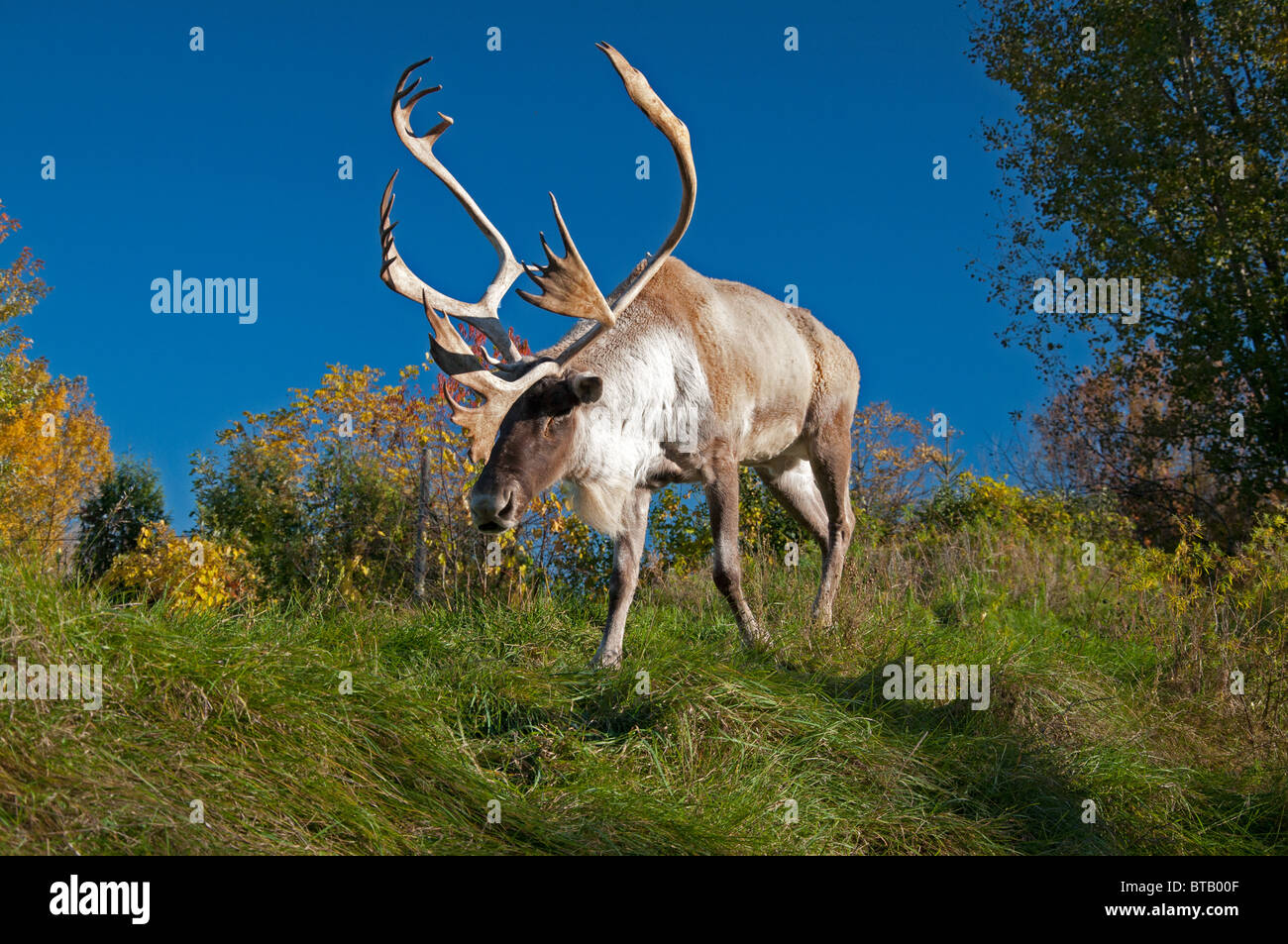 A bull Woodland Caribou in autumn Stock Photo - Alamy