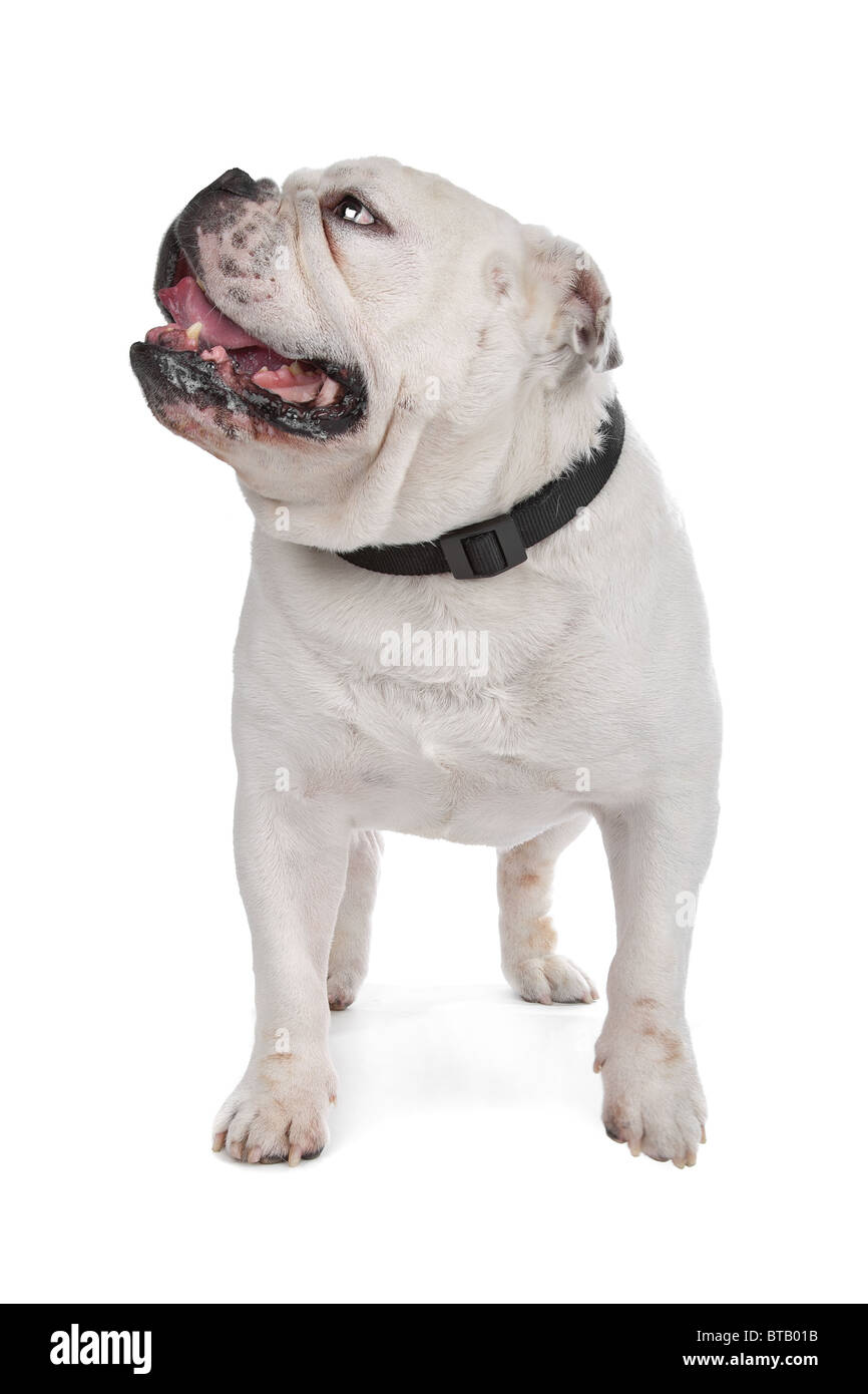 English bulldog in front of a white background Stock Photo - Alamy