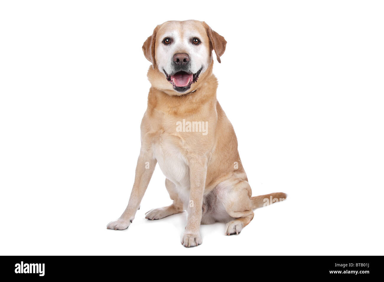 Golden labrador cut out hi-res stock photography and images - Alamy
