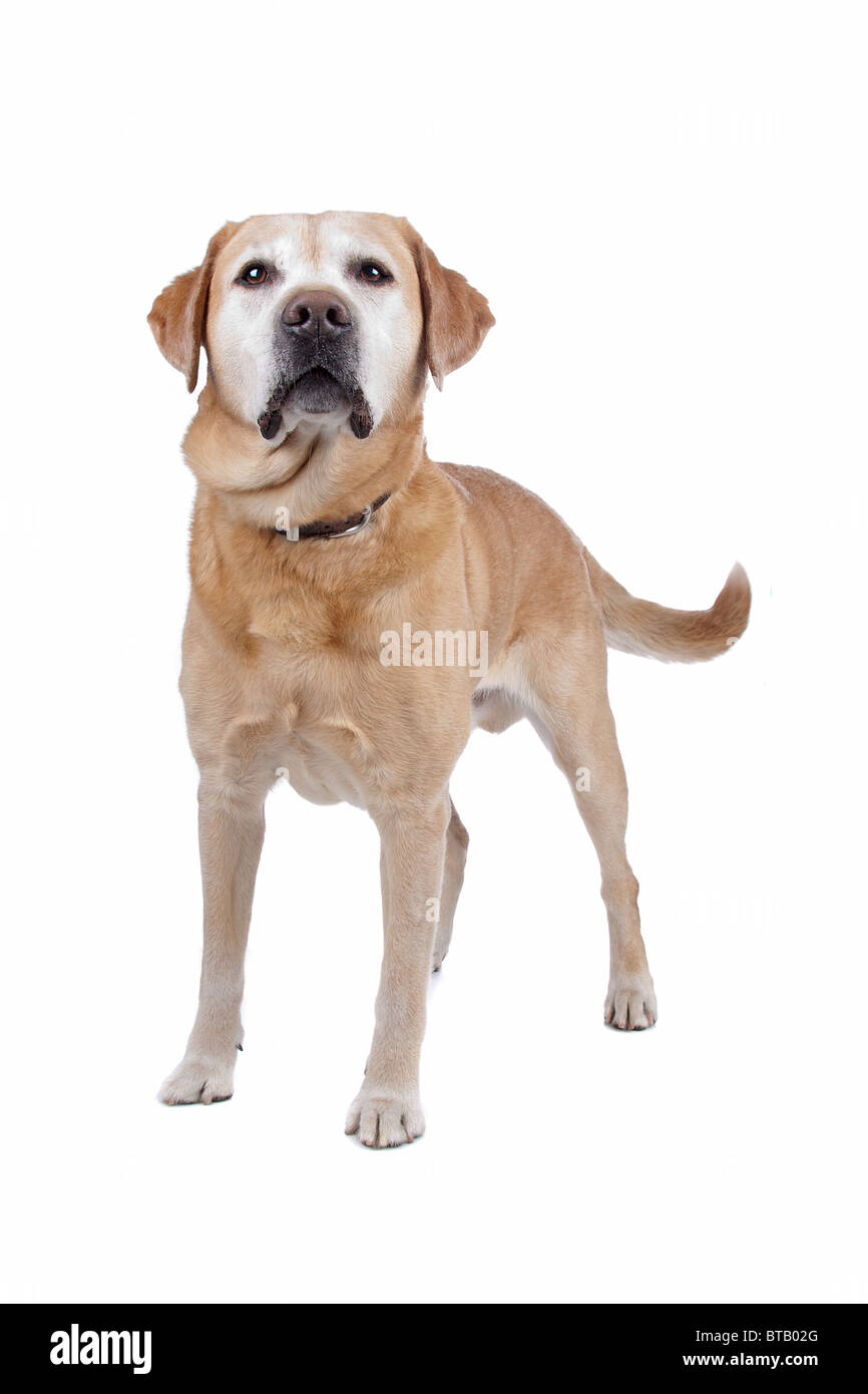 Golden labrador Cut Out Stock Images & Pictures - Alamy