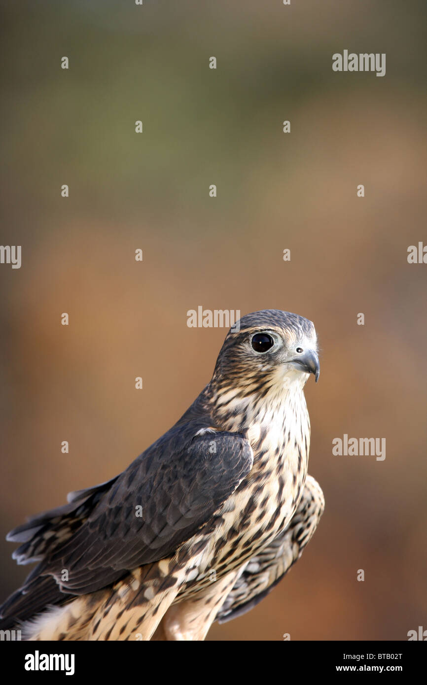 Merlin bird of prey Falco colombarius Stock Photo - Alamy