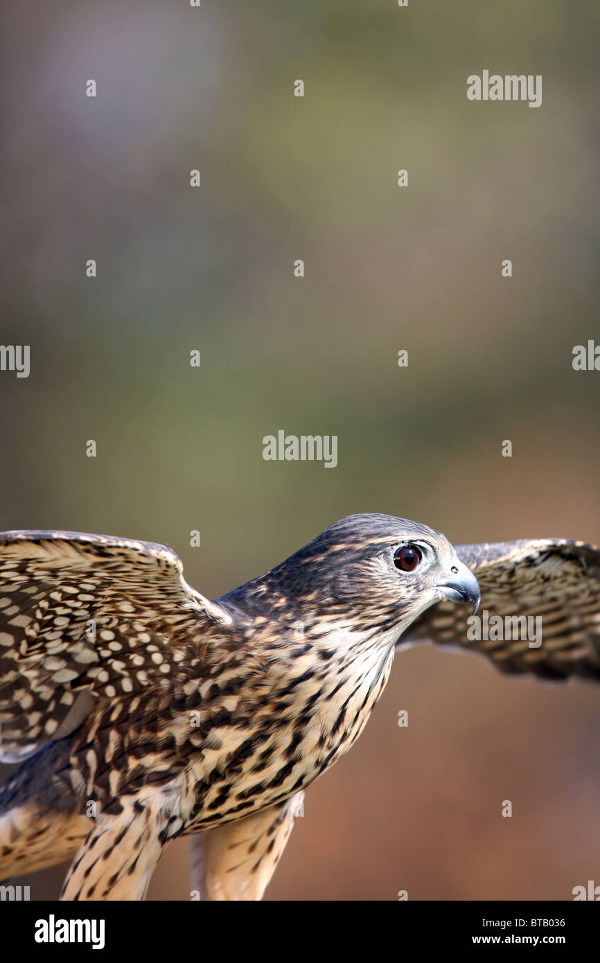 Merlin bird hi-res stock photography and images - Alamy