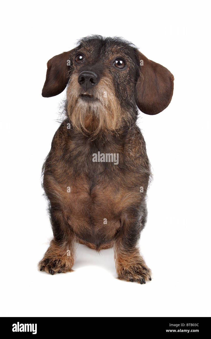 Worshond hi-res stock photography and images - Alamy