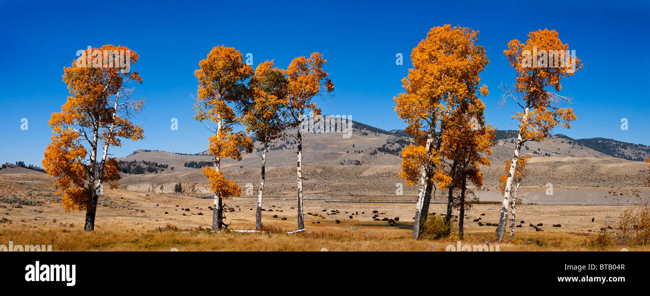 Panoramic of aspen trees with fall colors and buffalo in the background ...