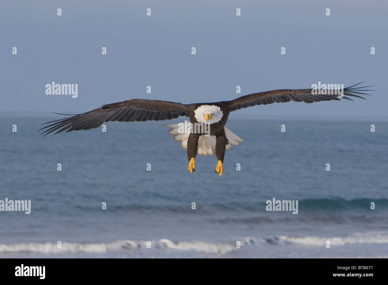 Eagle Flying Over Water