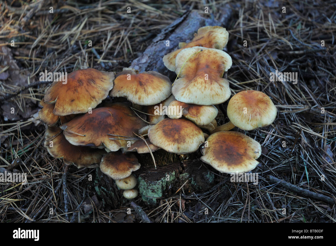 Hypholoma fasciculare commonly know as sulphur tuft, sulfur tuft or ...