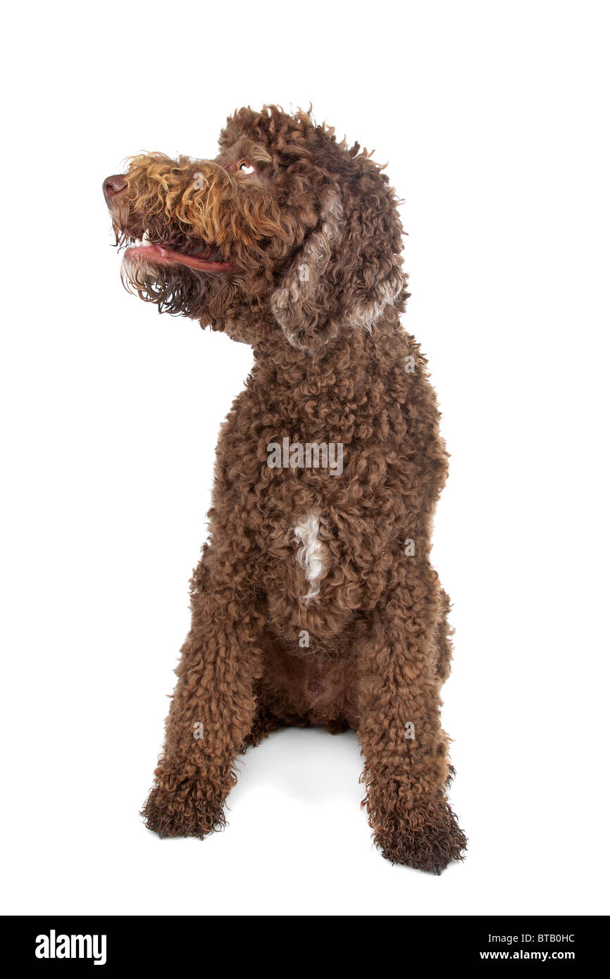 Labrador poodle hi-res stock photography and images - Alamy