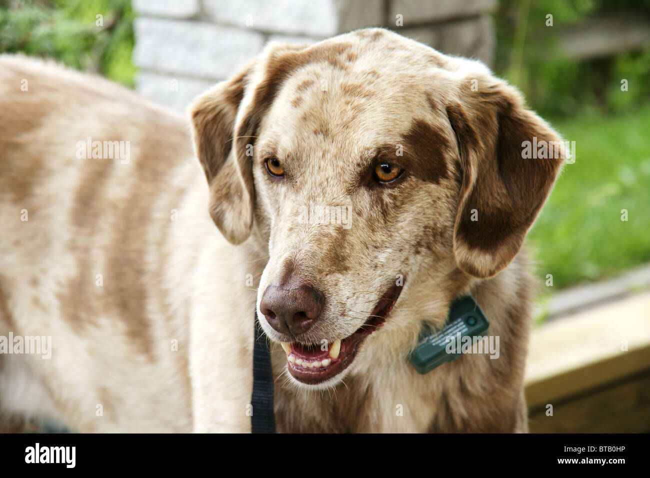 Mix breed hi-res stock photography and images - Alamy